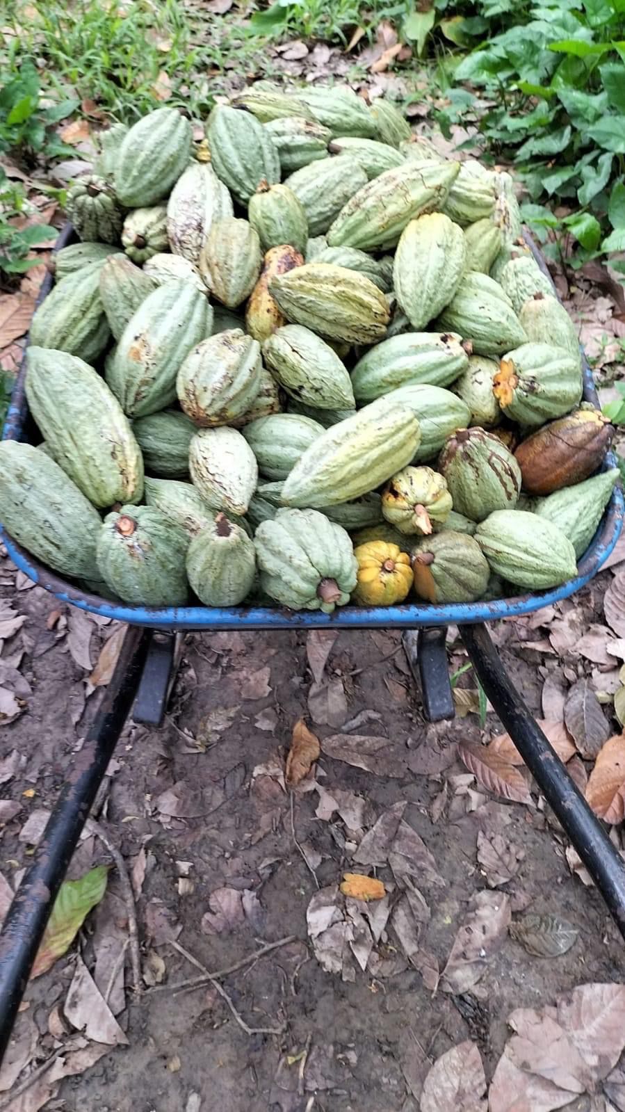 Mazorca de cacao – experienciasdeprovincia